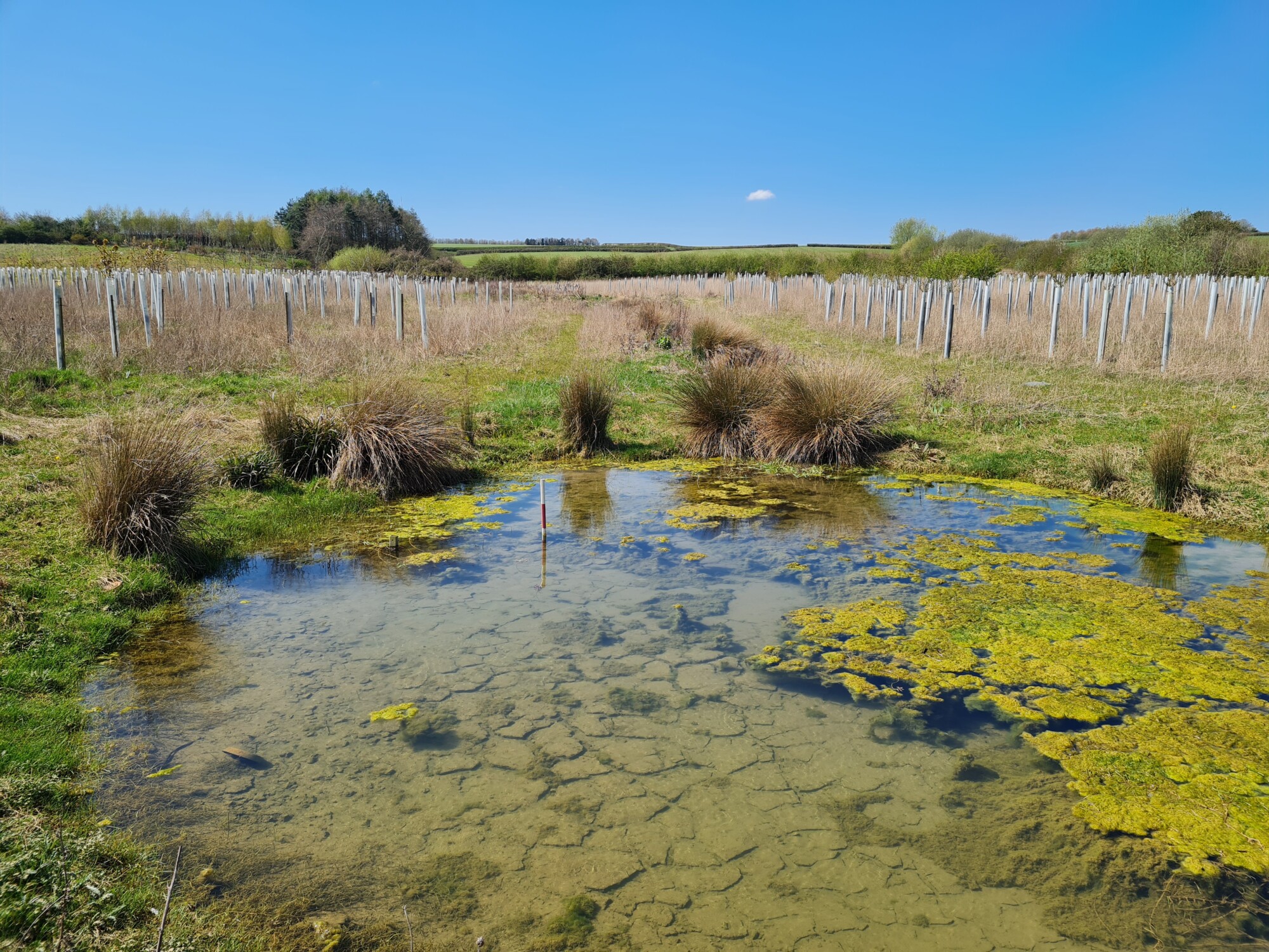 Creating A Habitat Bank: What You Need To Know | Scrutton Bland