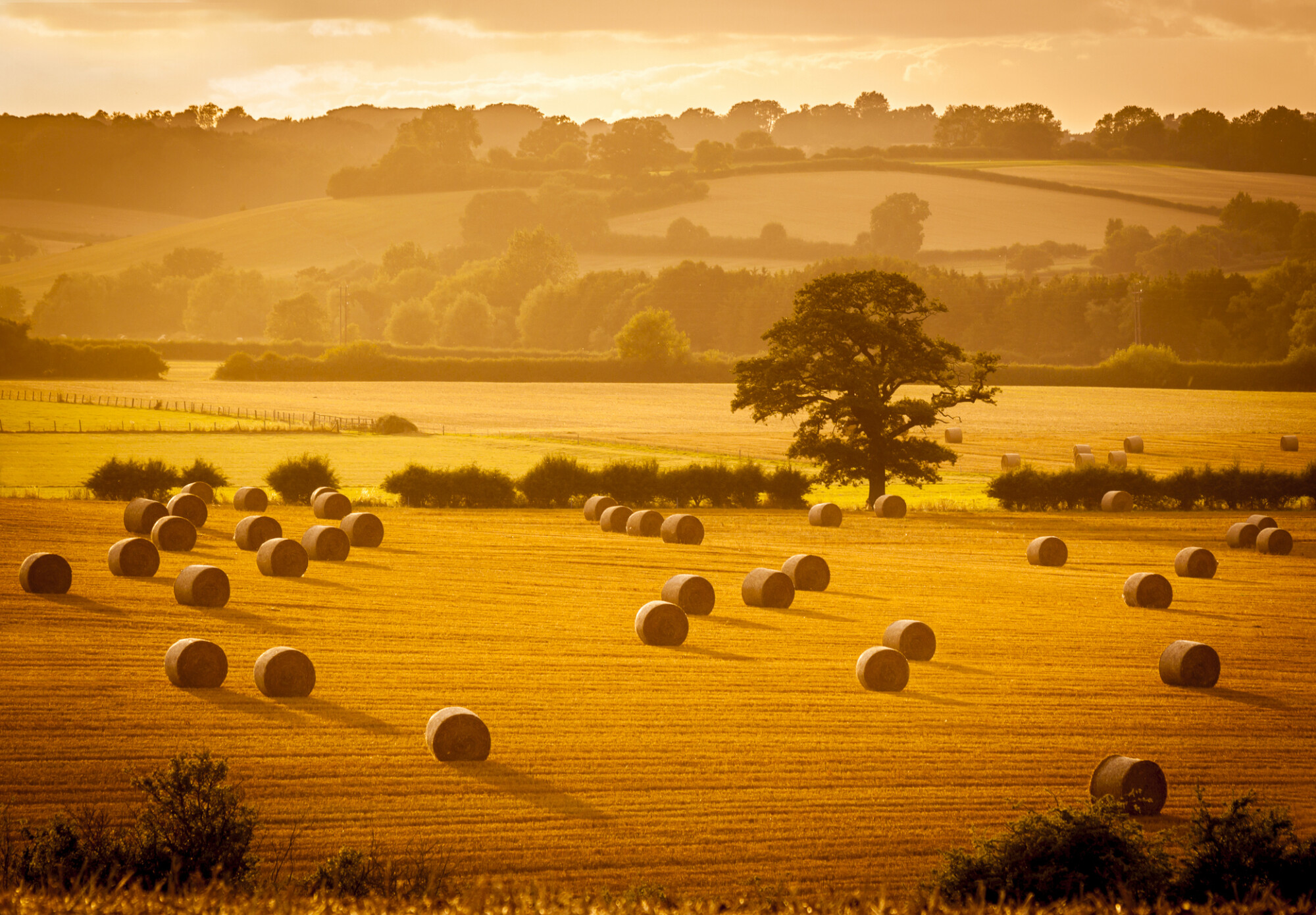 Agriculture & Farming Newsletter | Scrutton Bland